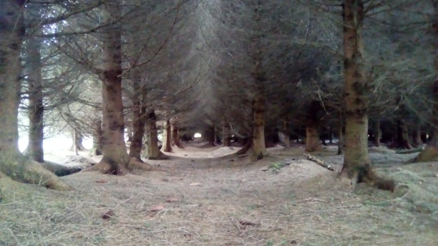 SAM-Tree.com says ‘No’ to Extinction! | The Brazilian Time